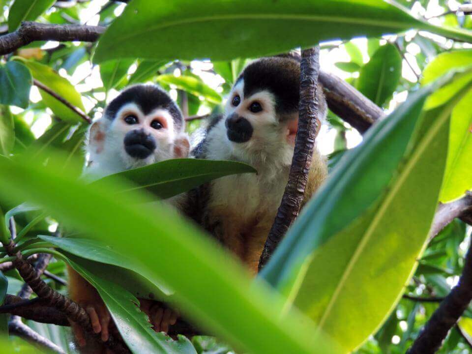 Journey Through Wonders Trio – Monkey Island, Panama City and Panama ...