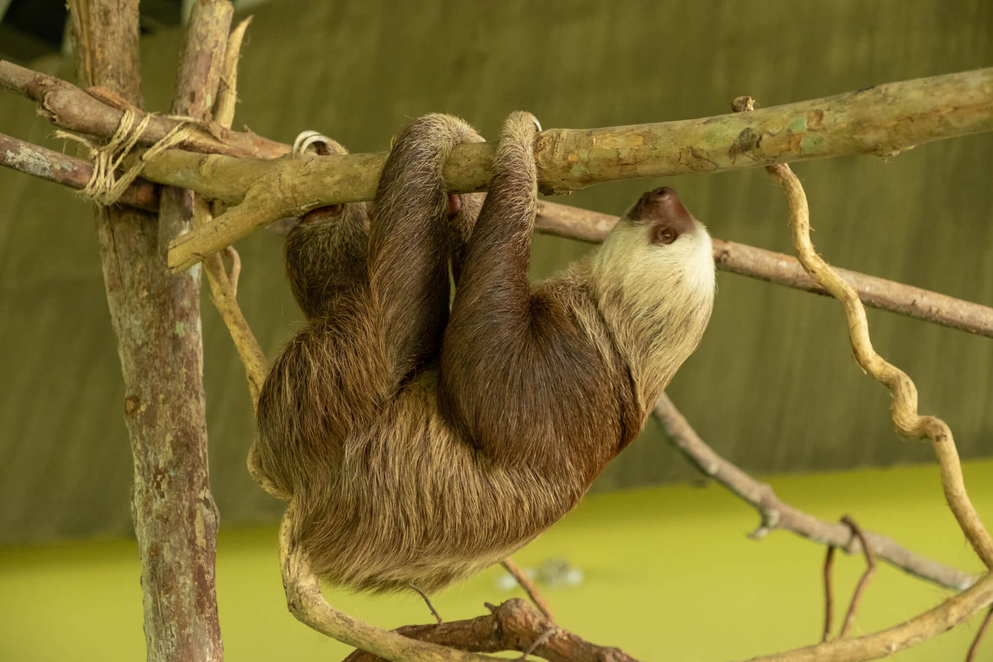 Rainforest Adventure Duo – Monkey Island & Sloth Sanctuary – Panama ...